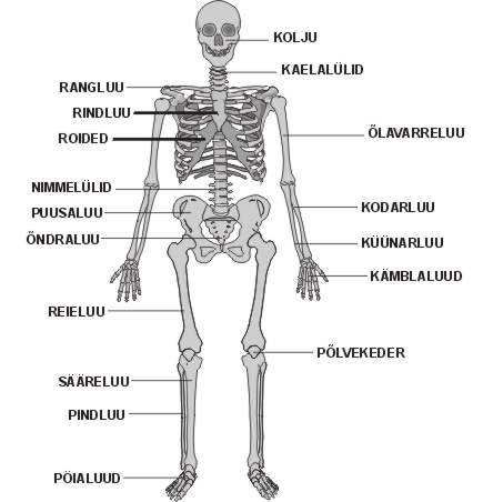 kehakultuur: Inimese kehaosad.